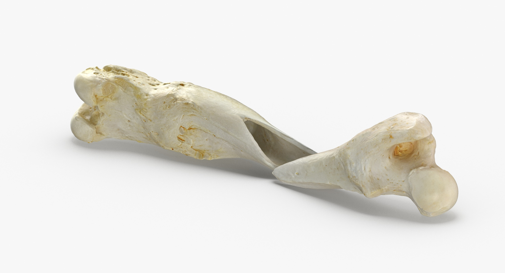 3D Dog Thigh Bone Femur - TurboSquid 1569680
