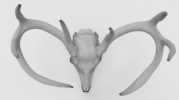 Deer Skull 3D model - TurboSquid 1895213