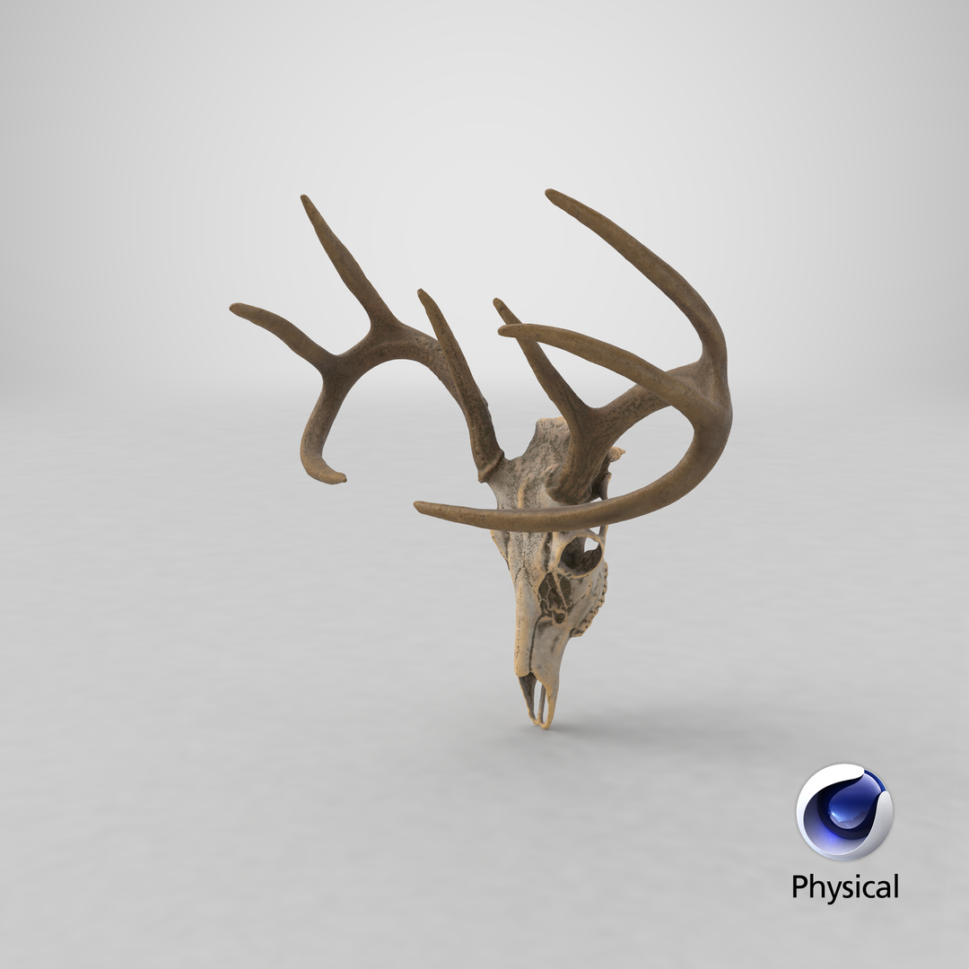 Deer Skull 3D model - TurboSquid 1895213
