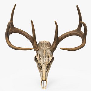 deer skeleton 3d