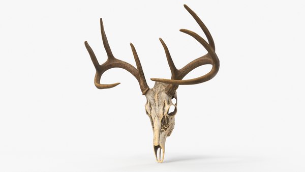 Deer Skull 3D model - TurboSquid 1895213