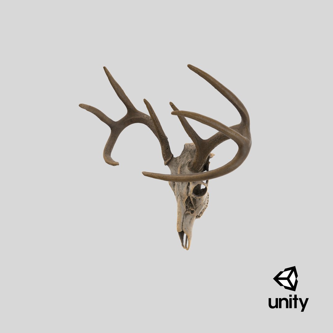 Deer Skull 3D model - TurboSquid 1895213