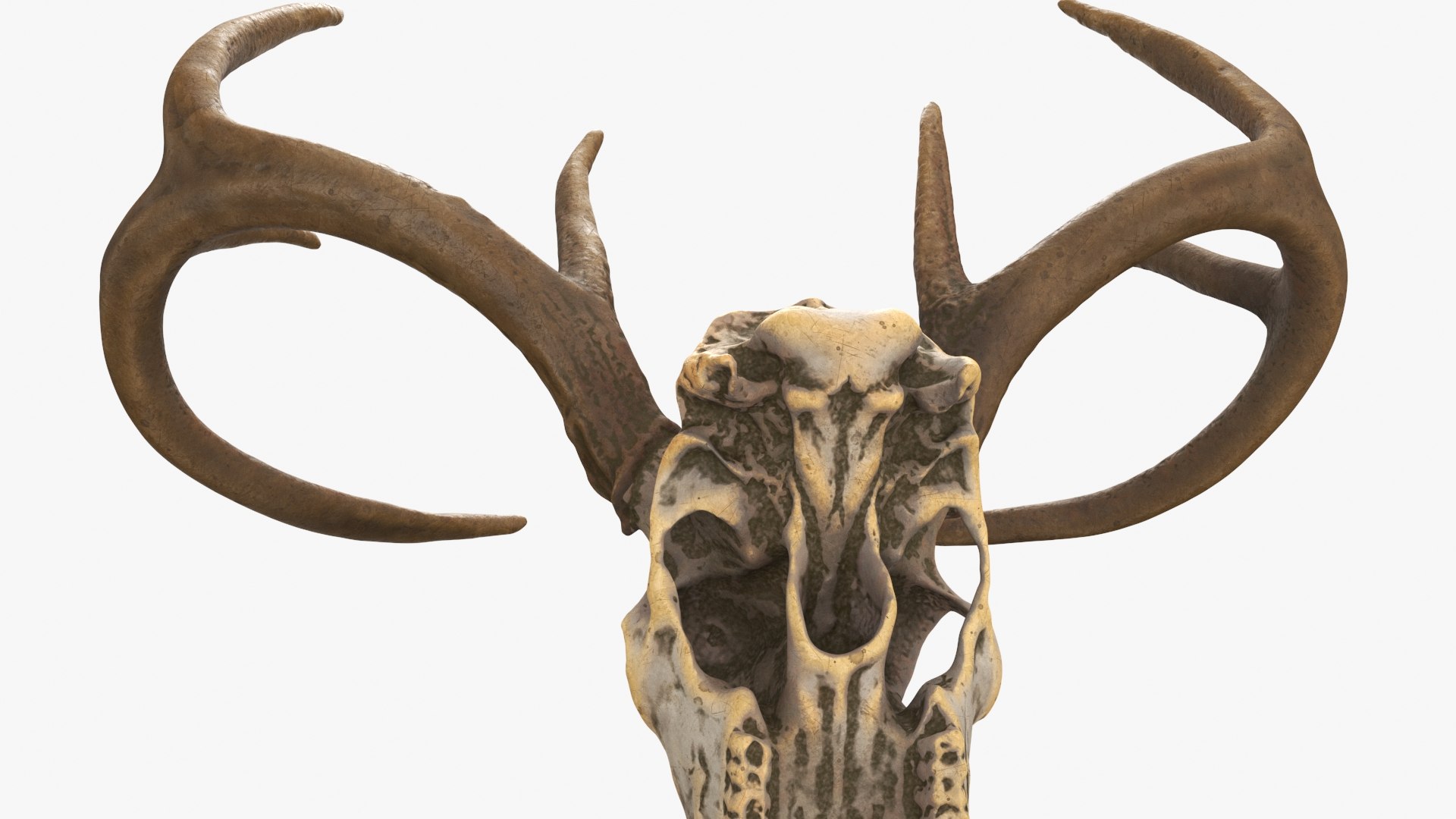Deer Skull 3D Model - TurboSquid 1895213