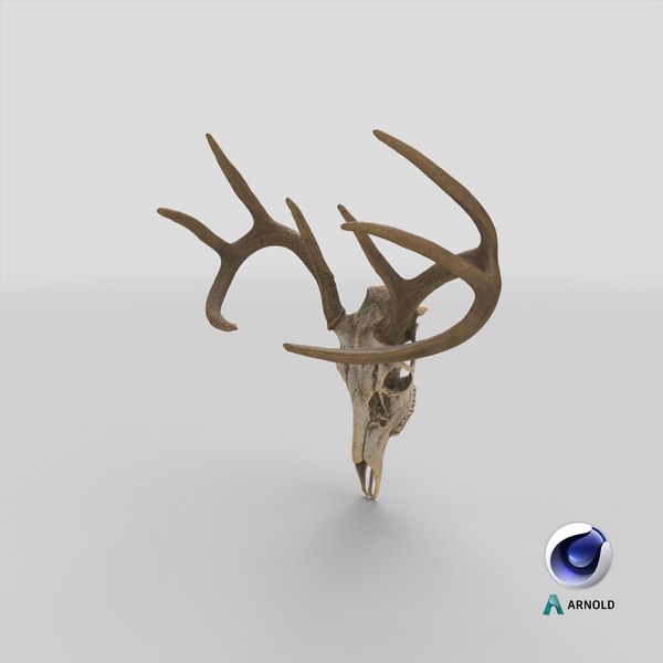 Deer Skull 3D model - TurboSquid 1895213