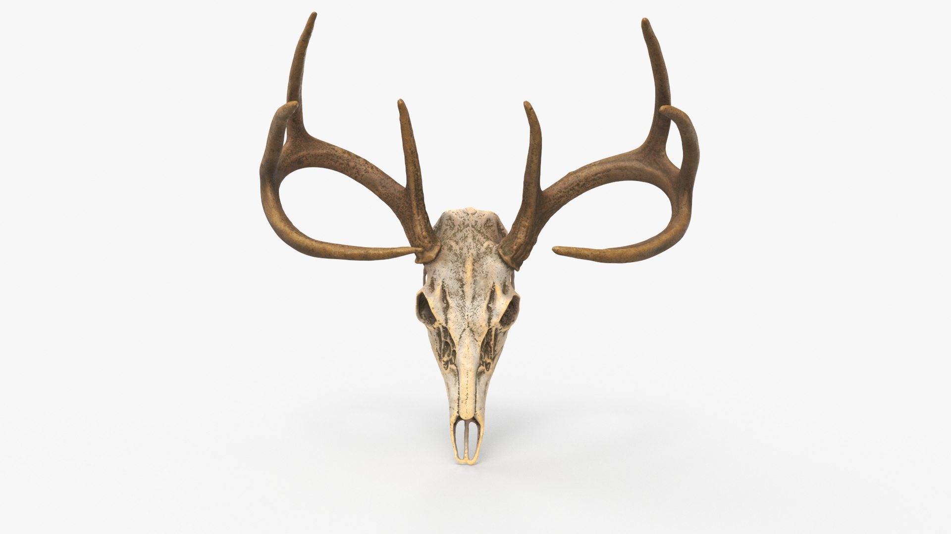 Deer Skull 3D Model - TurboSquid 1895213