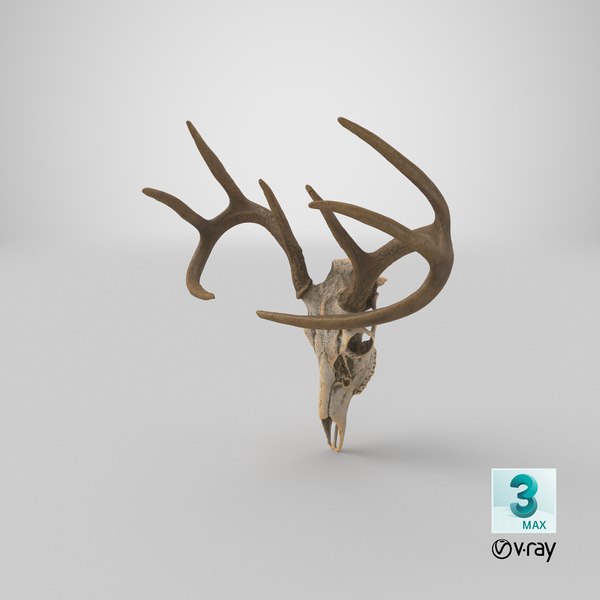 Deer Skull 3D model - TurboSquid 1895213