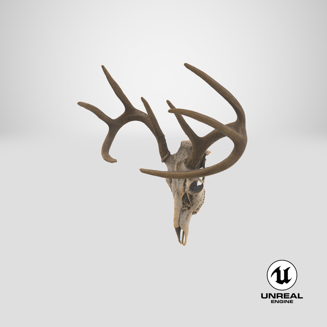 Deer Skull 3D model - TurboSquid 1895213