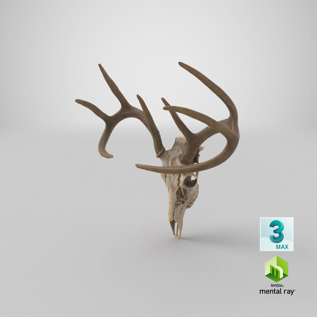 Deer Skull 3D model - TurboSquid 1895213