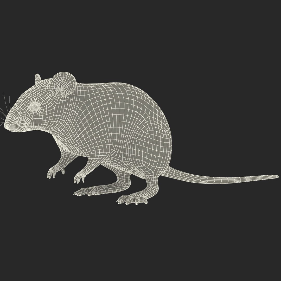 White Mouse 3d Model