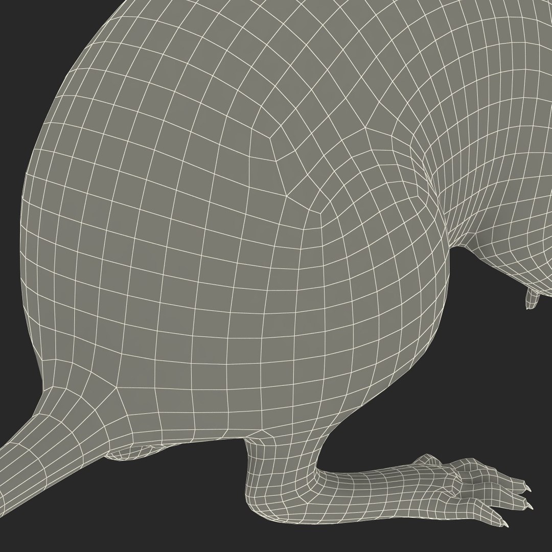 White Mouse 3d Model