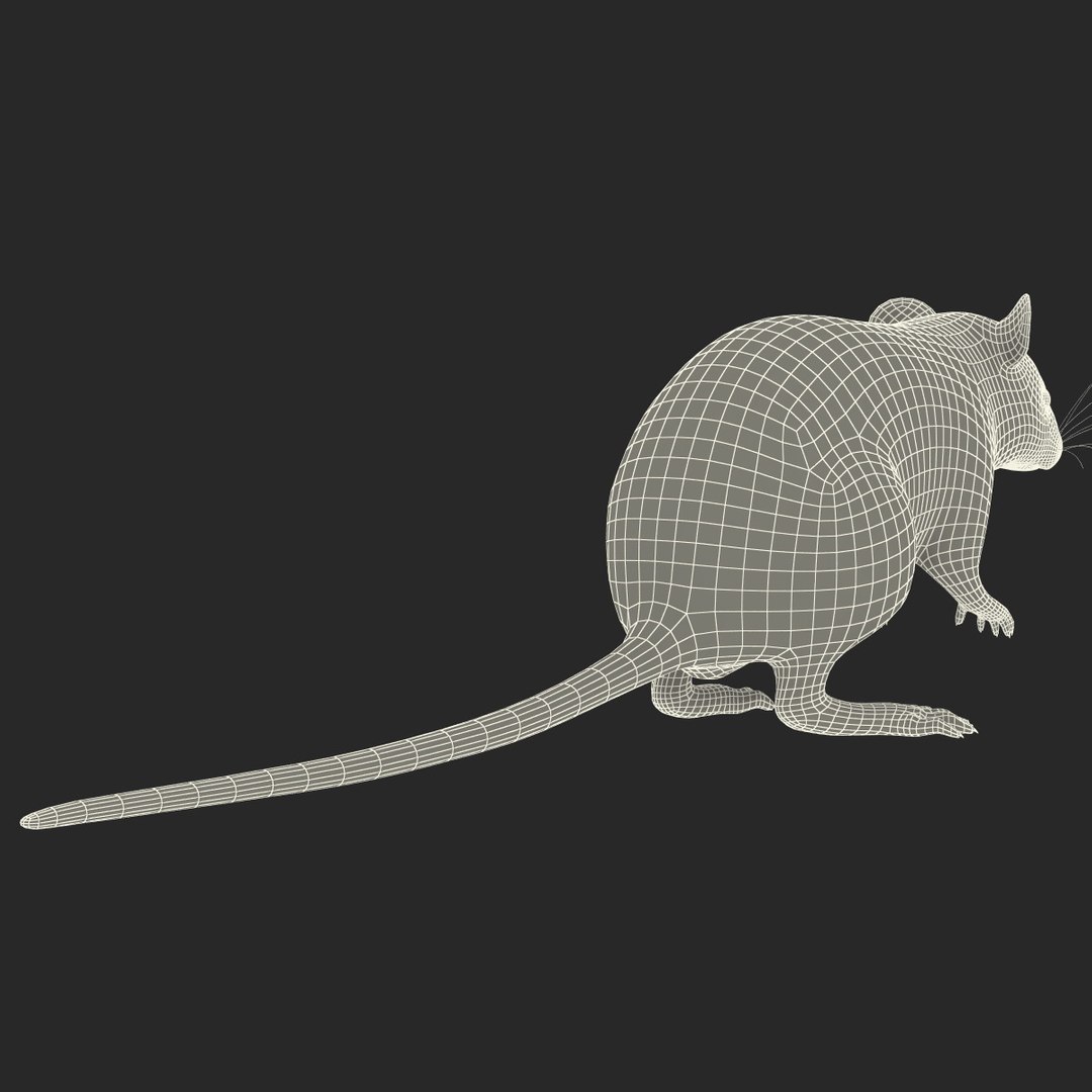White Mouse 3d Model