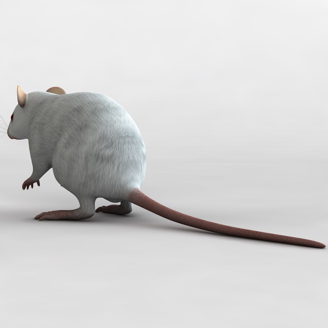 White Mouse 3d Model