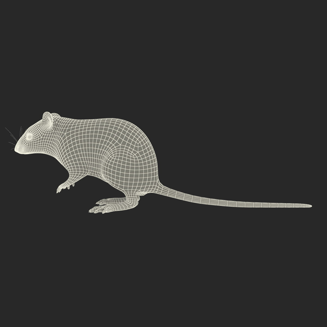 White Mouse 3d Model
