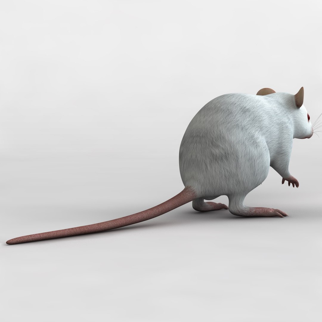 White Mouse 3d Model