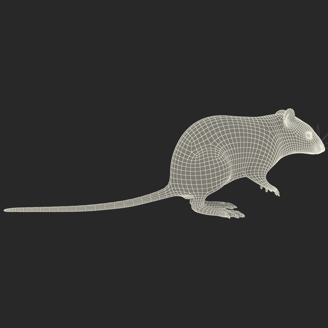 White Mouse 3d Model