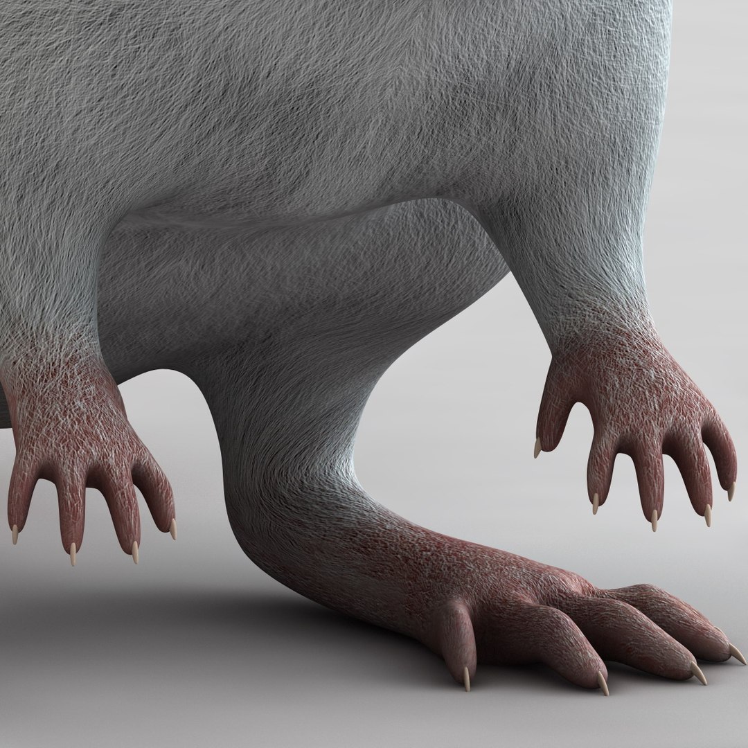 White Mouse 3d Model