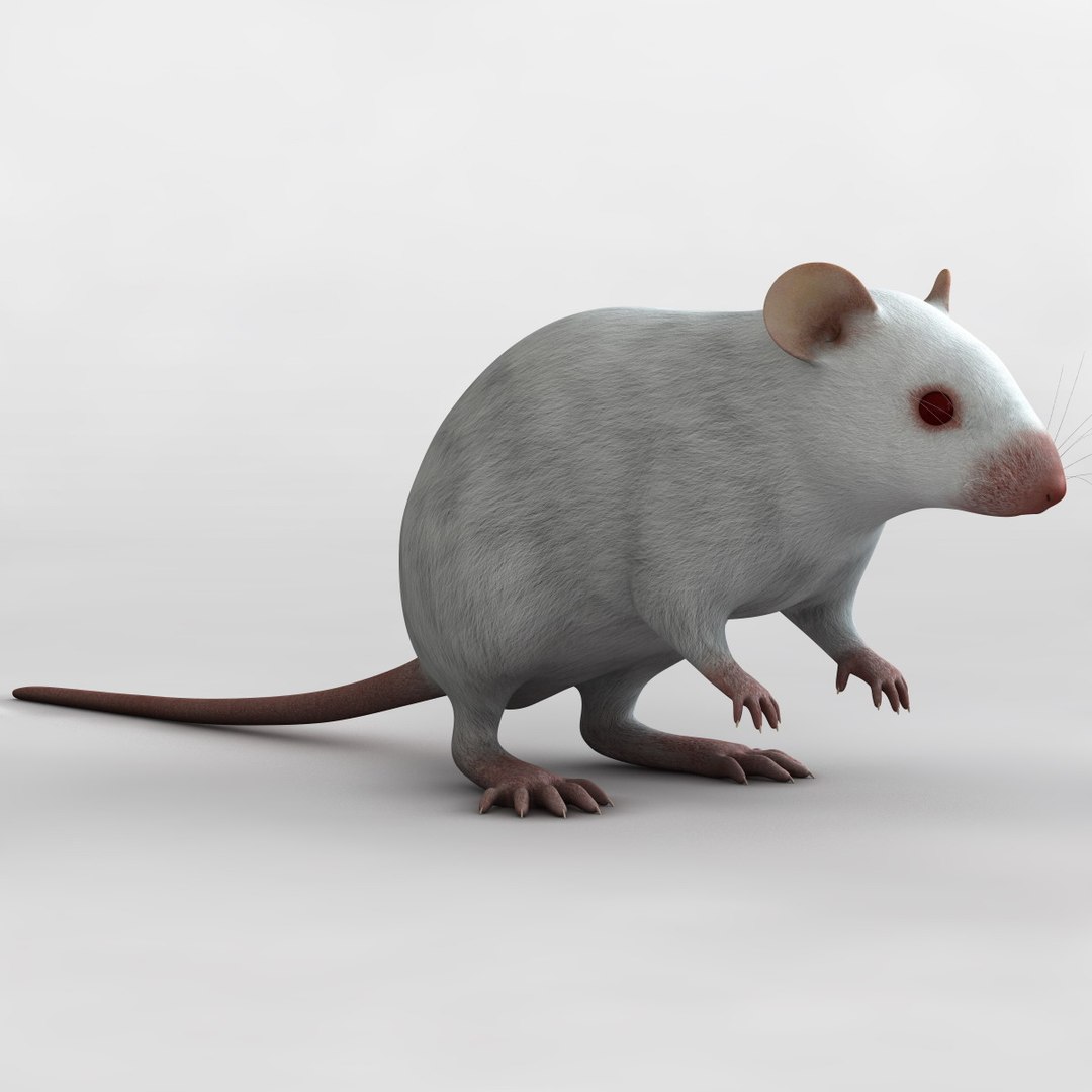 White Mouse 3d Model