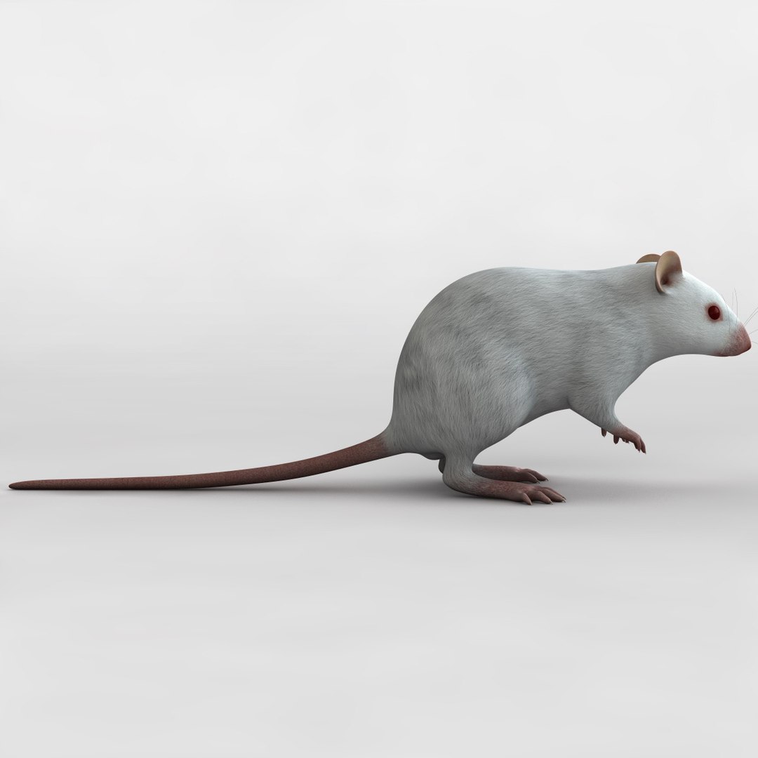 White Mouse 3d Model