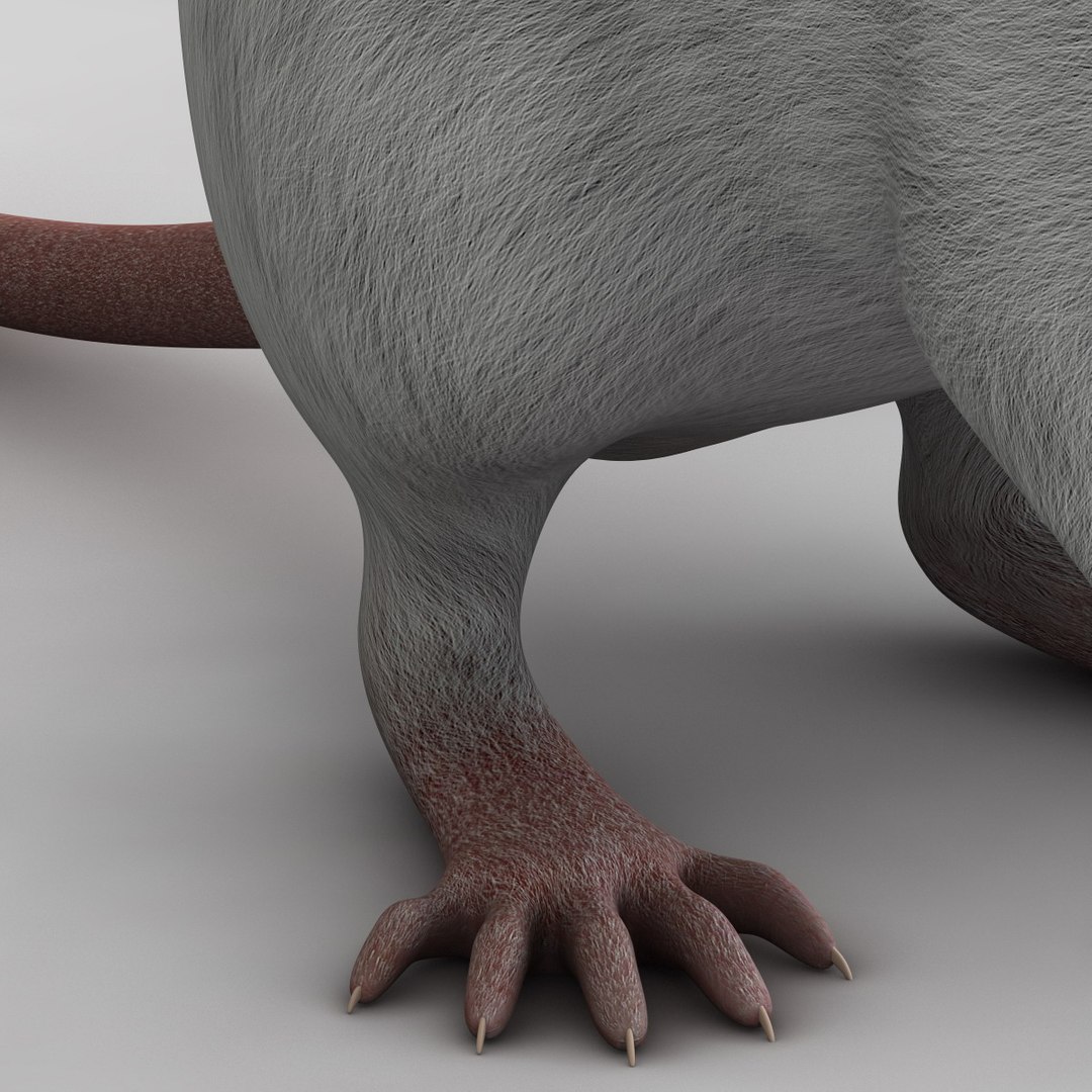 White Mouse 3d Model