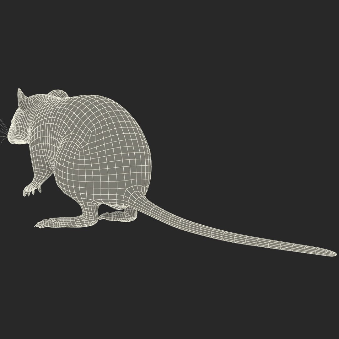 White Mouse 3d Model