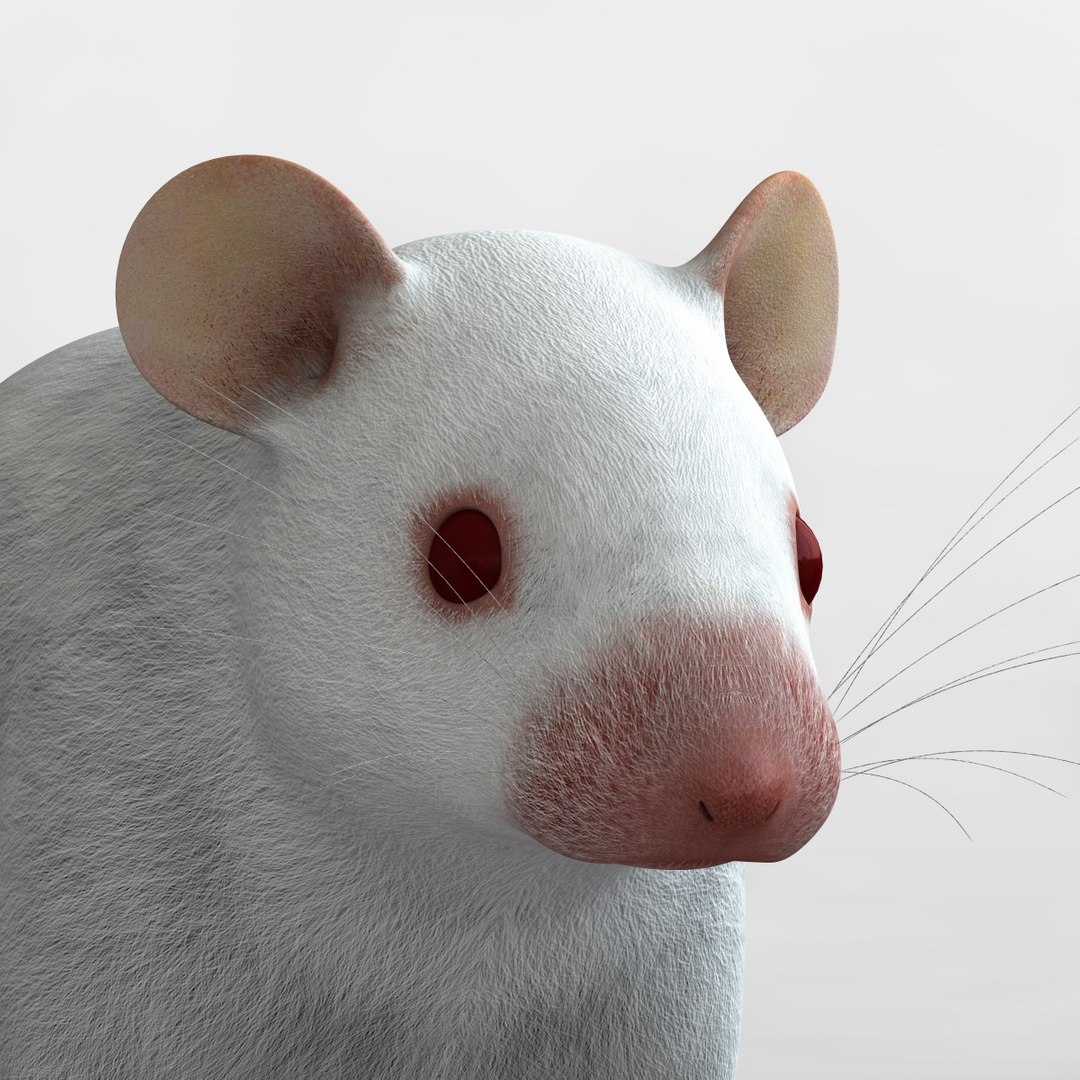 White Mouse 3d Model