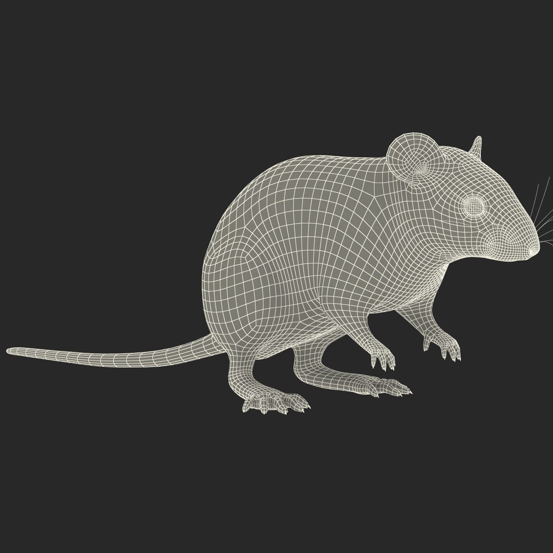 White Mouse 3d Model