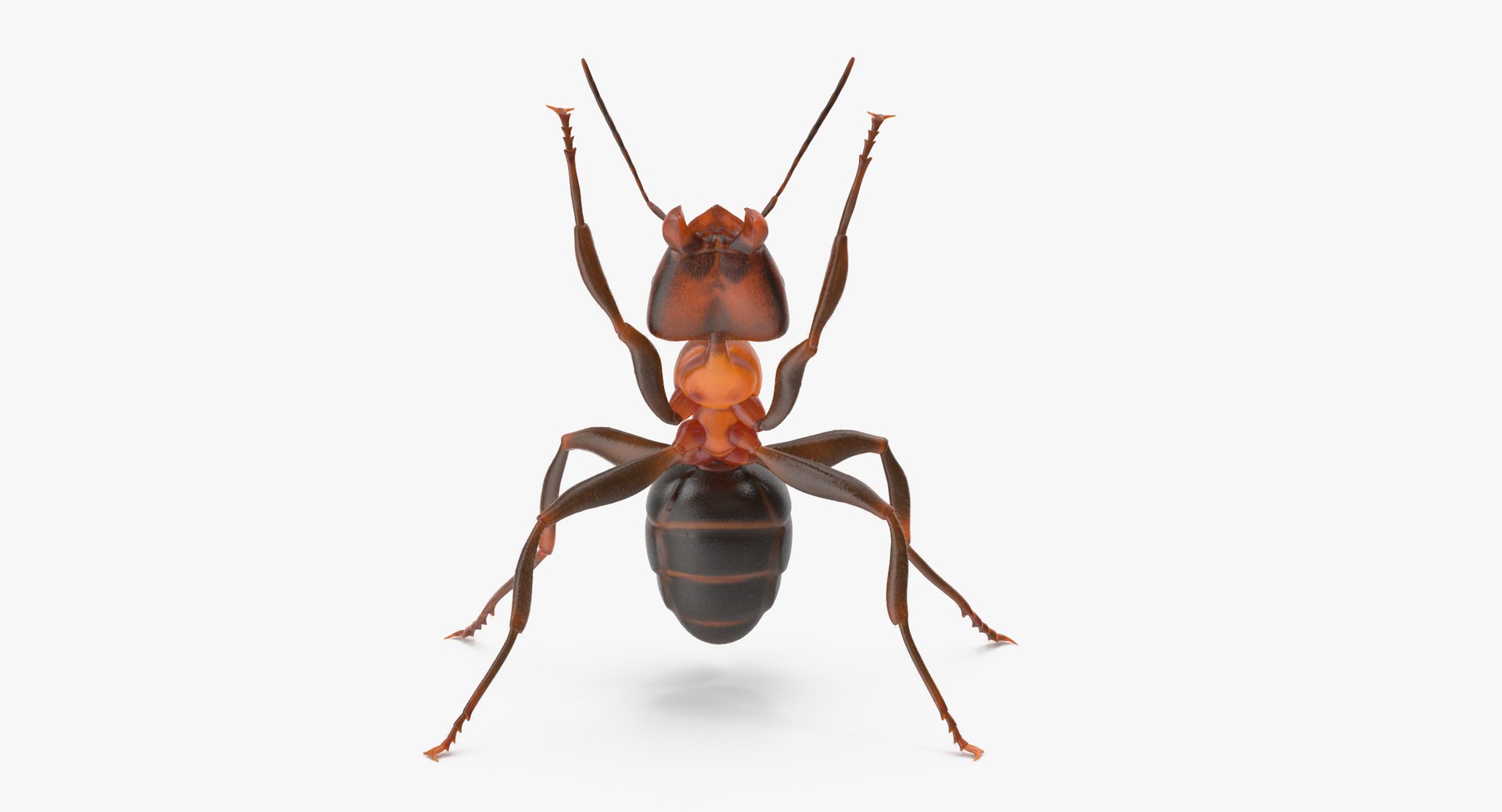 Ant Holding Pose 3d Model