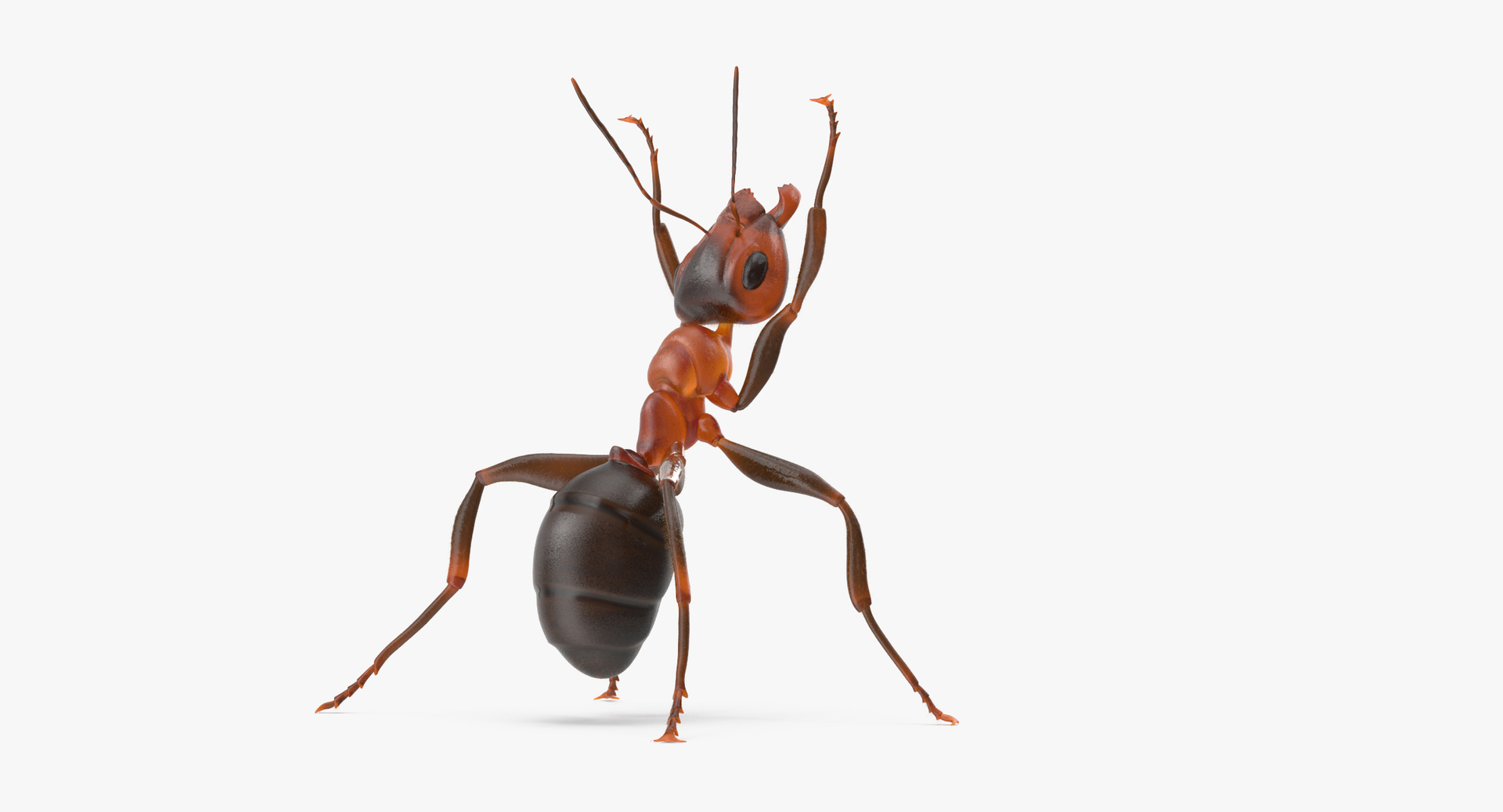 Ant Holding Pose 3d Model