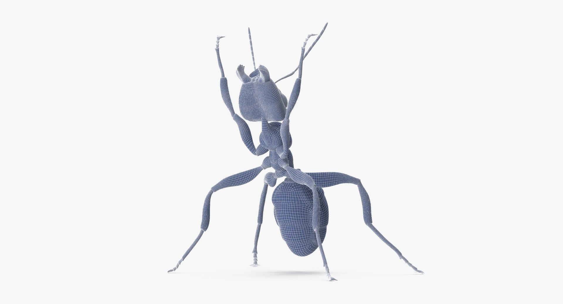 Ant Holding Pose 3d Model
