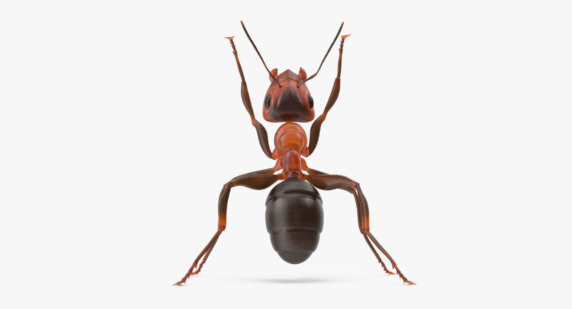 Ant Holding Pose 3d Model