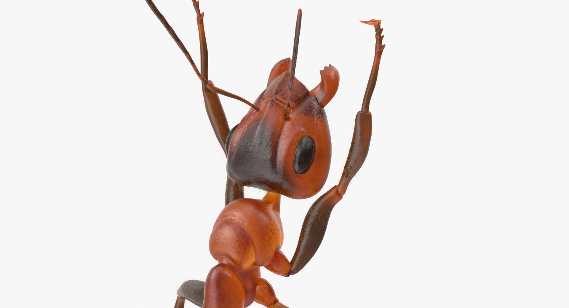 Ant Holding Pose 3d Model