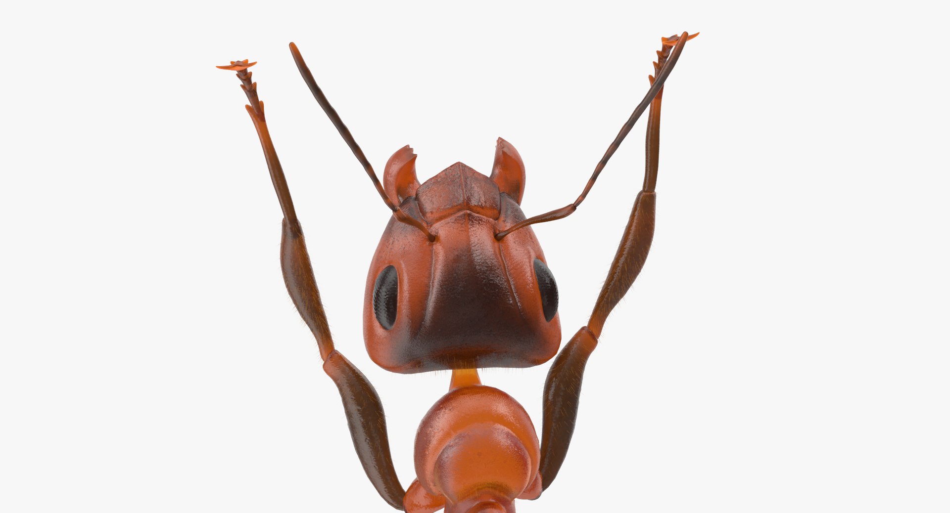 Ant Holding Pose 3d Model