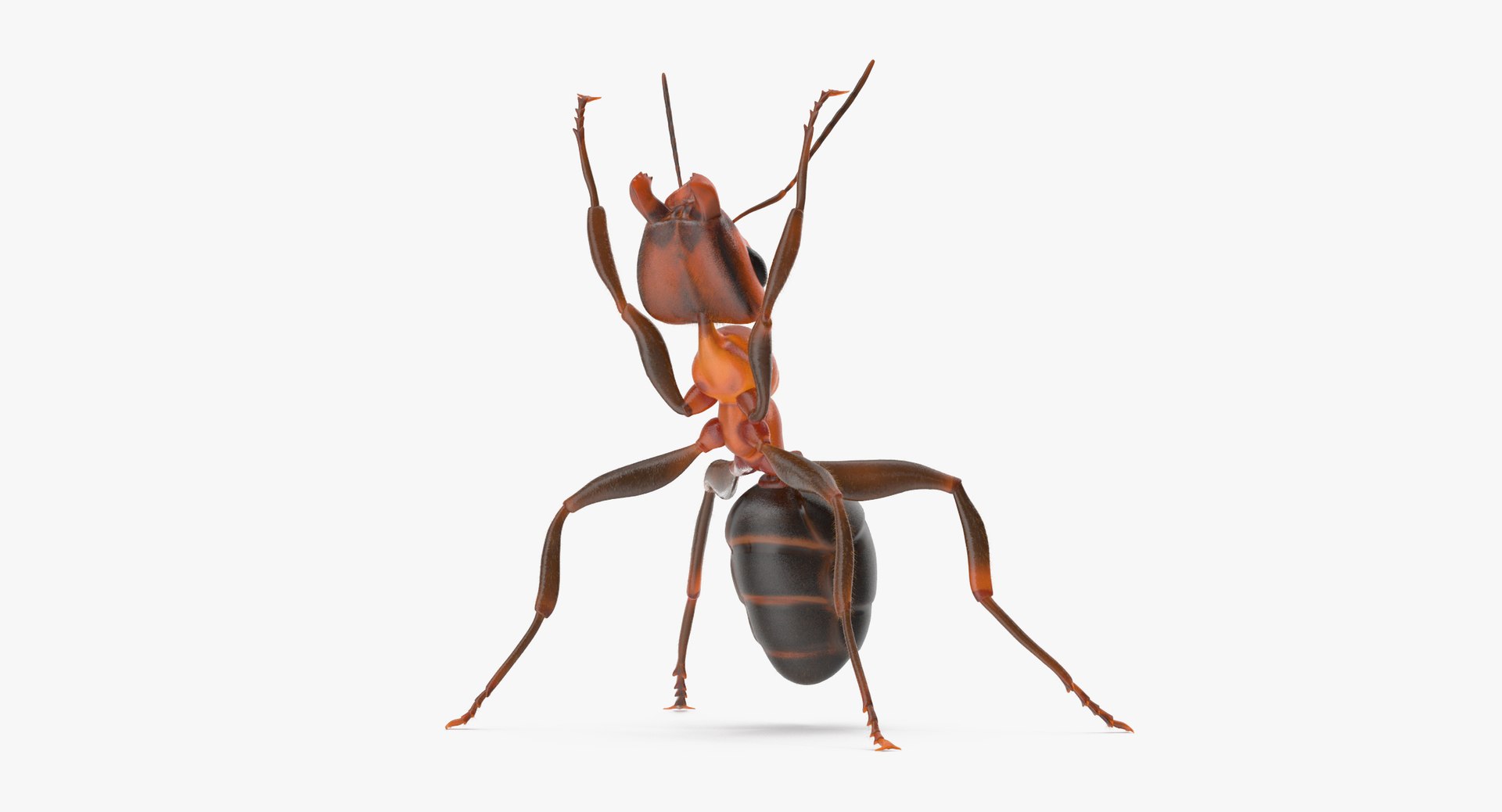 Ant Holding Pose 3d Model
