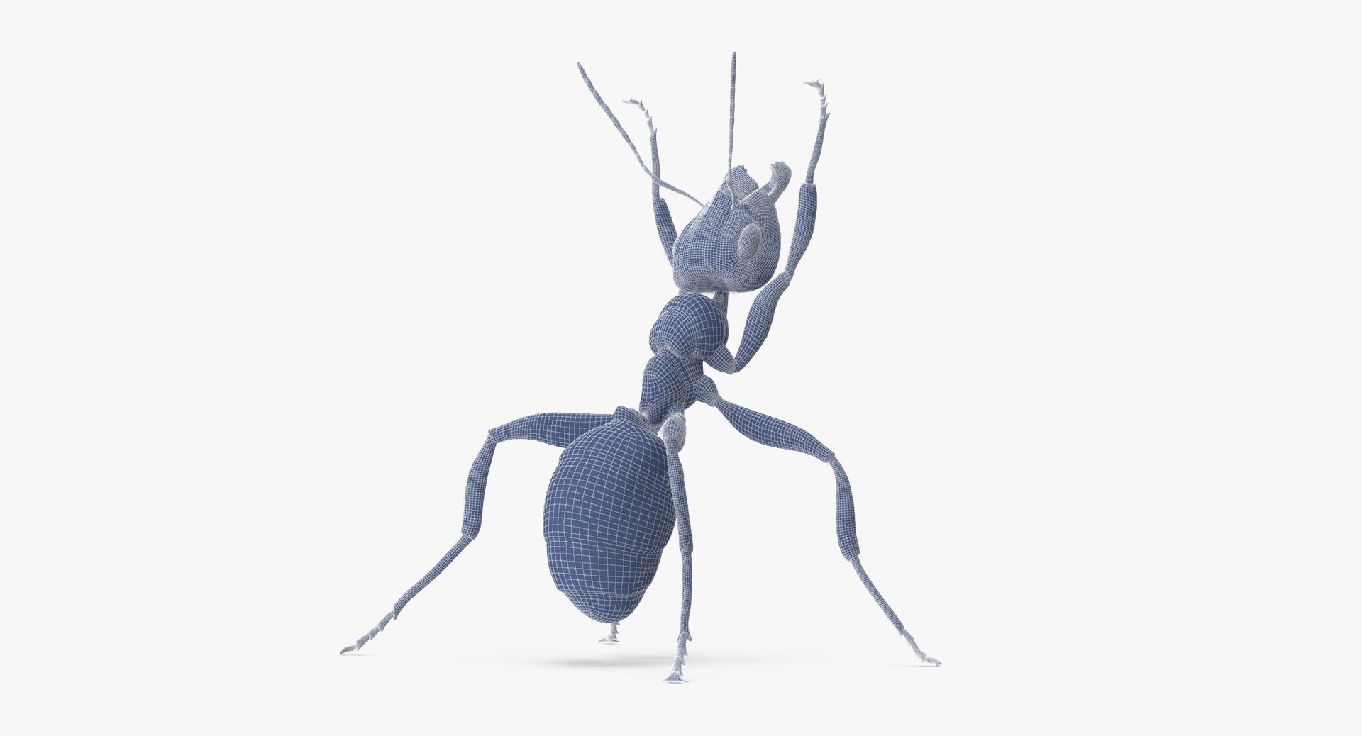Ant Holding Pose 3d Model