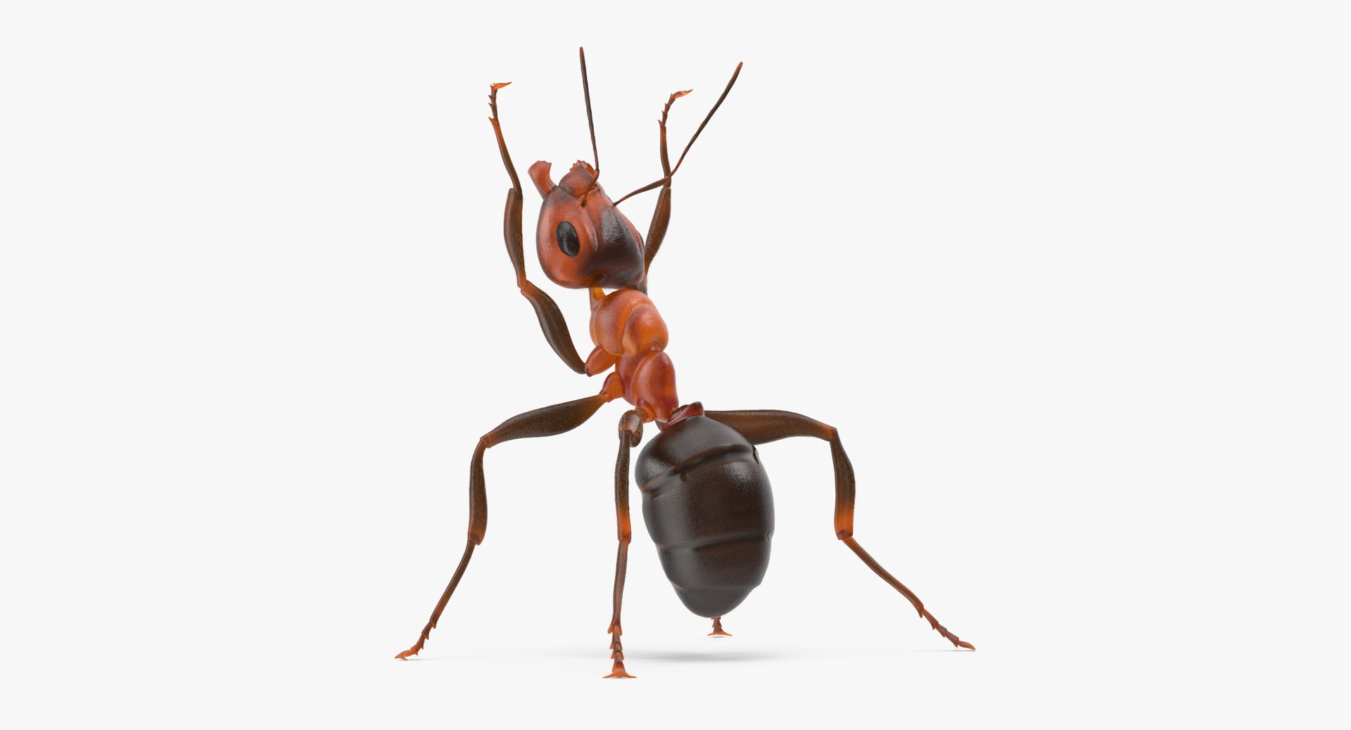 Ant Holding Pose 3d Model