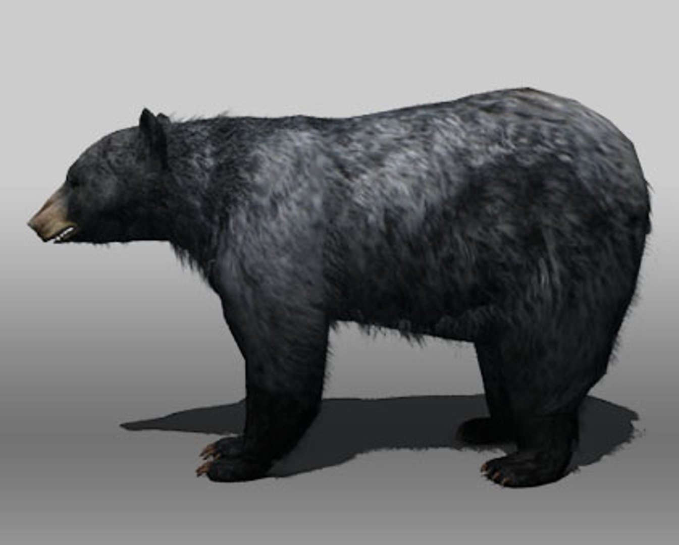 3d Black Bear Animations
