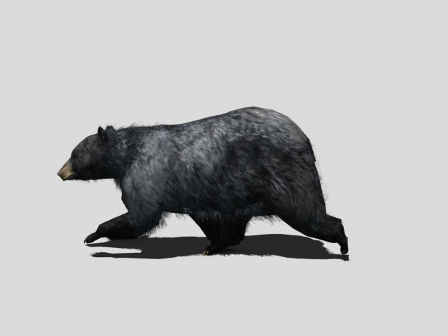 3d Black Bear Animations