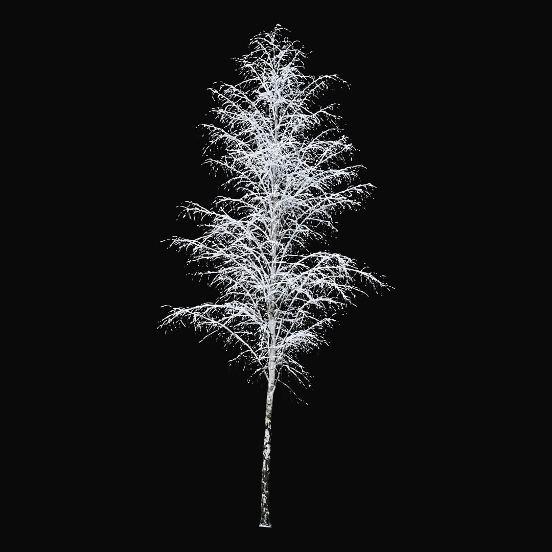 3D BIRCH Winter v02 11-12m - TurboSquid 1796002