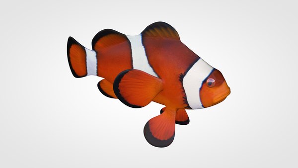 Fish Nemo Cinema 4D Models for Download | TurboSquid
