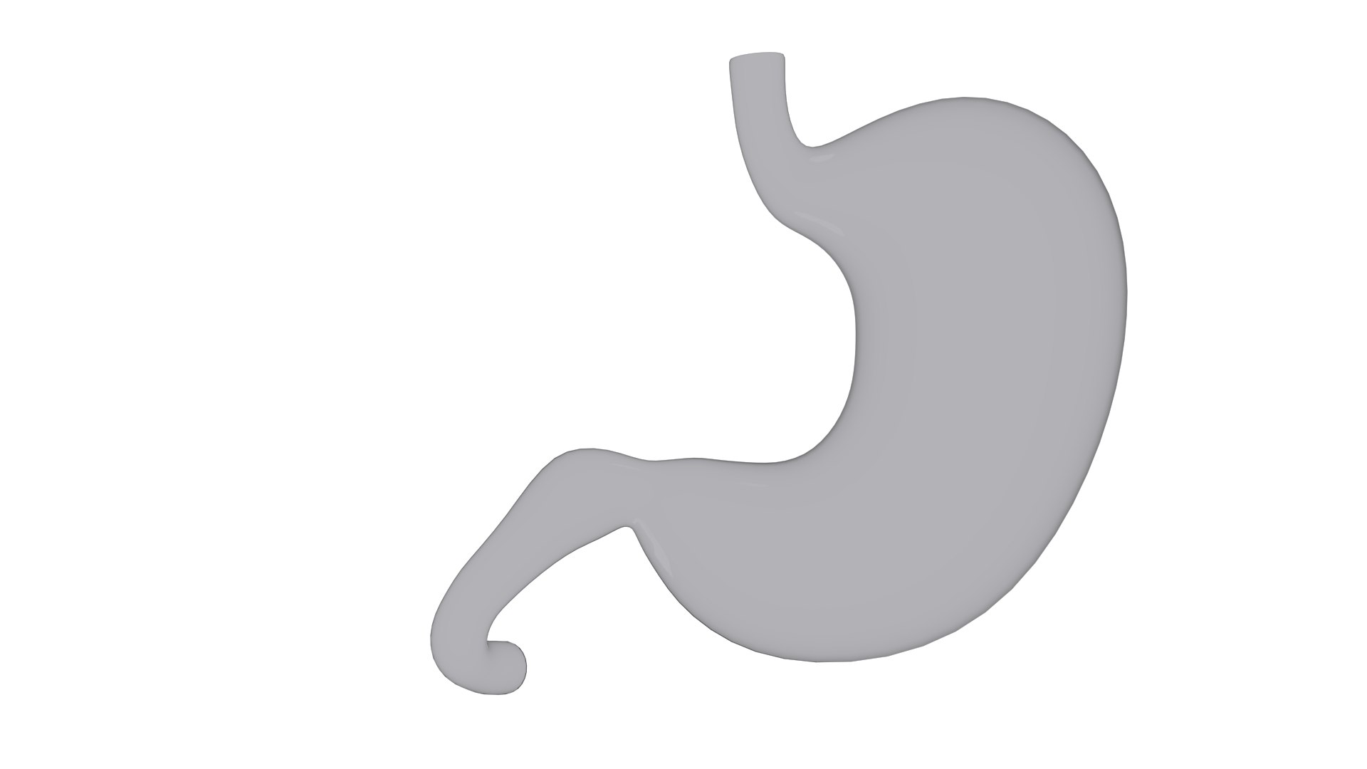 Stomach Anatomy 3D Model - TurboSquid 2392497