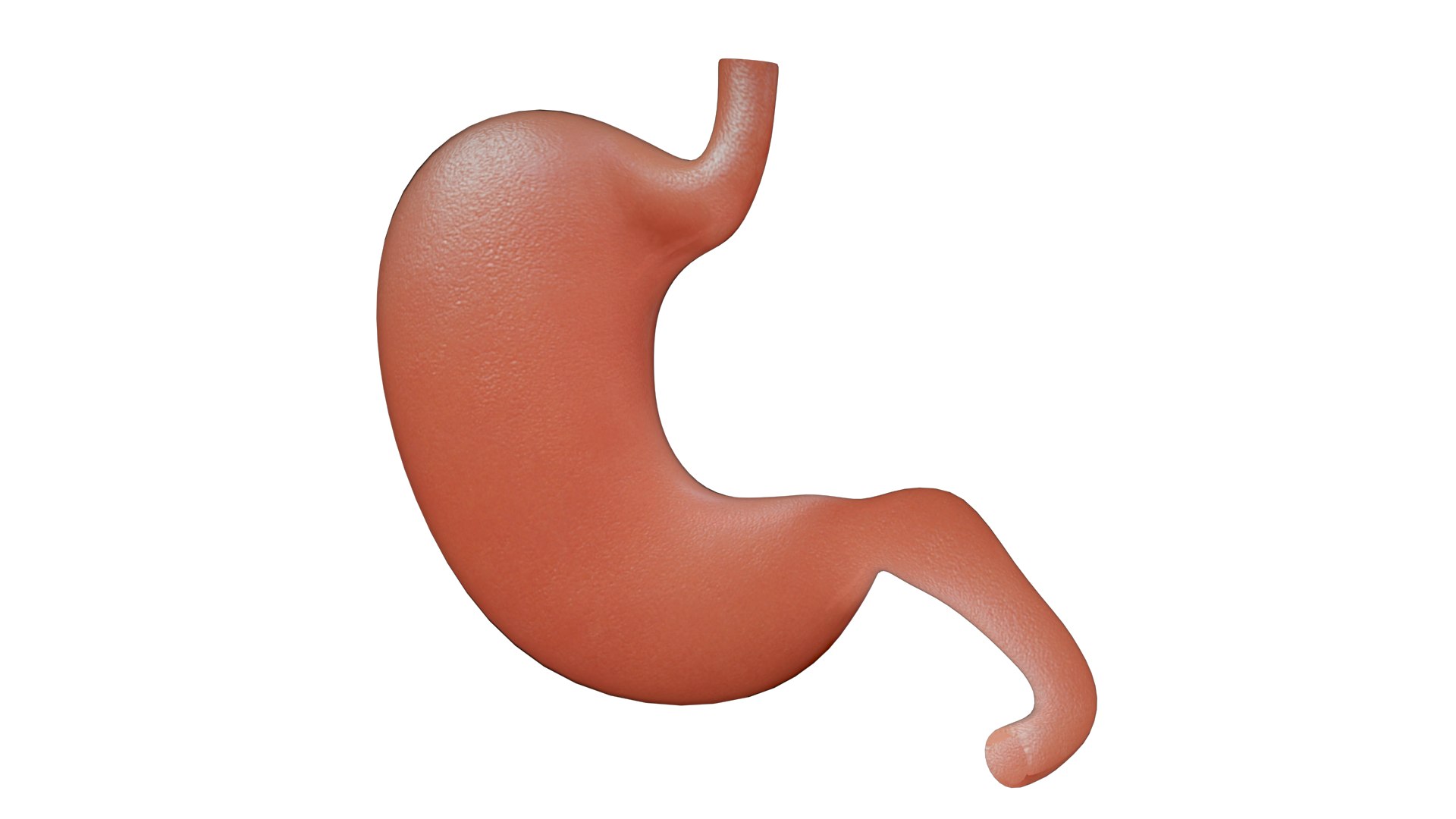 Stomach Anatomy 3D Model - TurboSquid 2392497