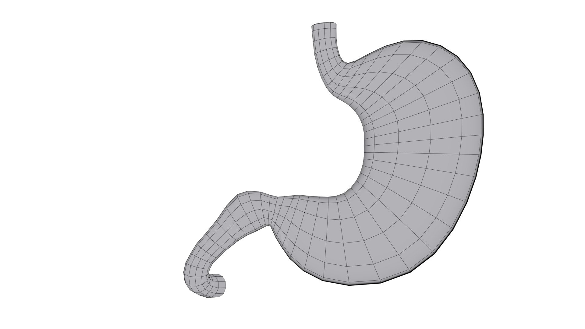 Stomach Anatomy 3D Model - TurboSquid 2392497