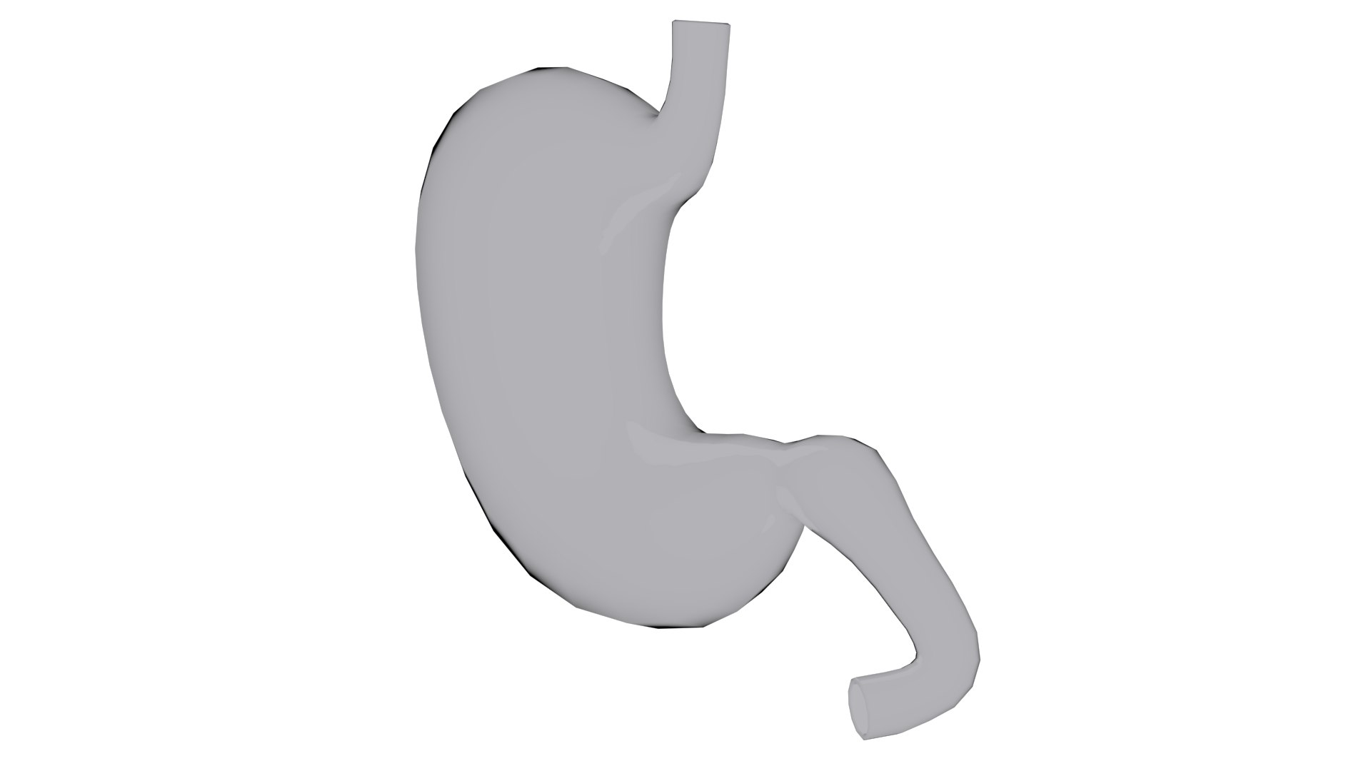 Stomach Anatomy 3D Model - TurboSquid 2392497
