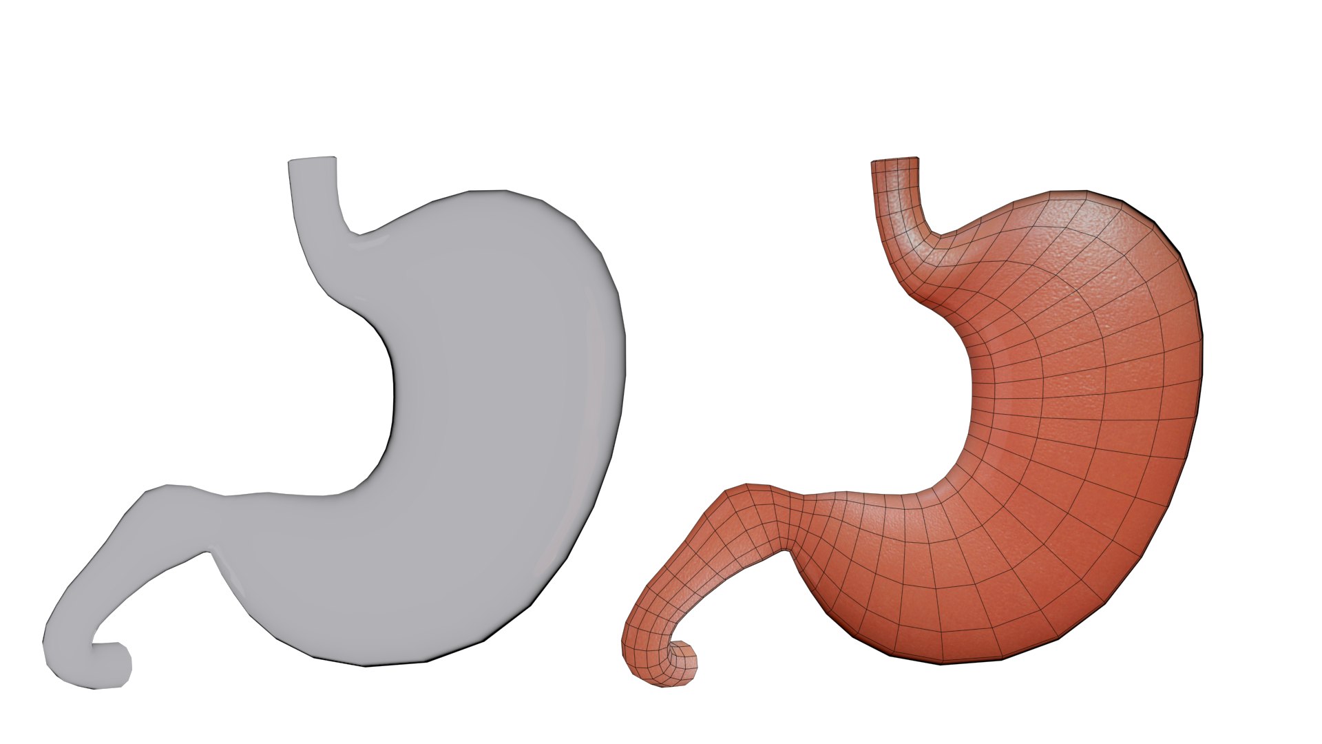 Stomach Anatomy 3D Model - TurboSquid 2392497