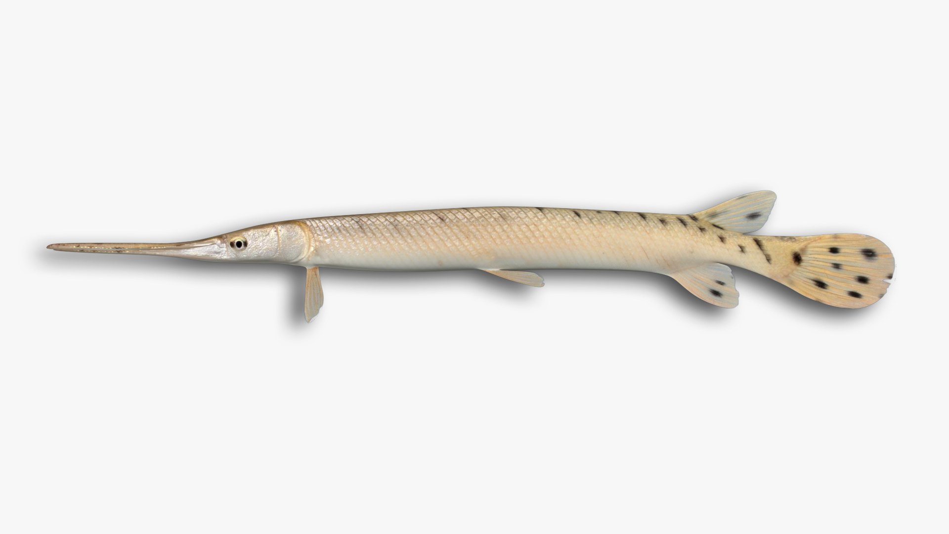 Gar Collection Model - TurboSquid 1811822