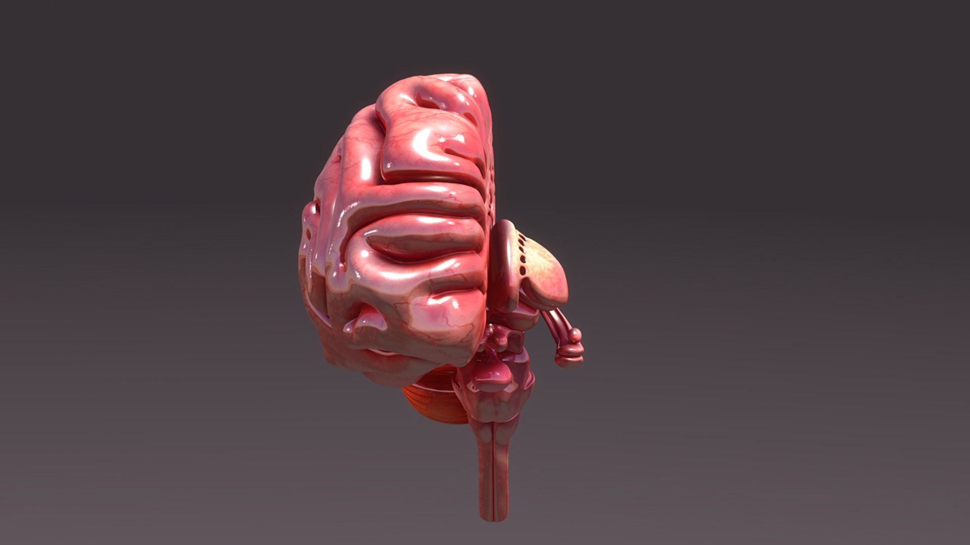 3D Brain Model - TurboSquid 1042043