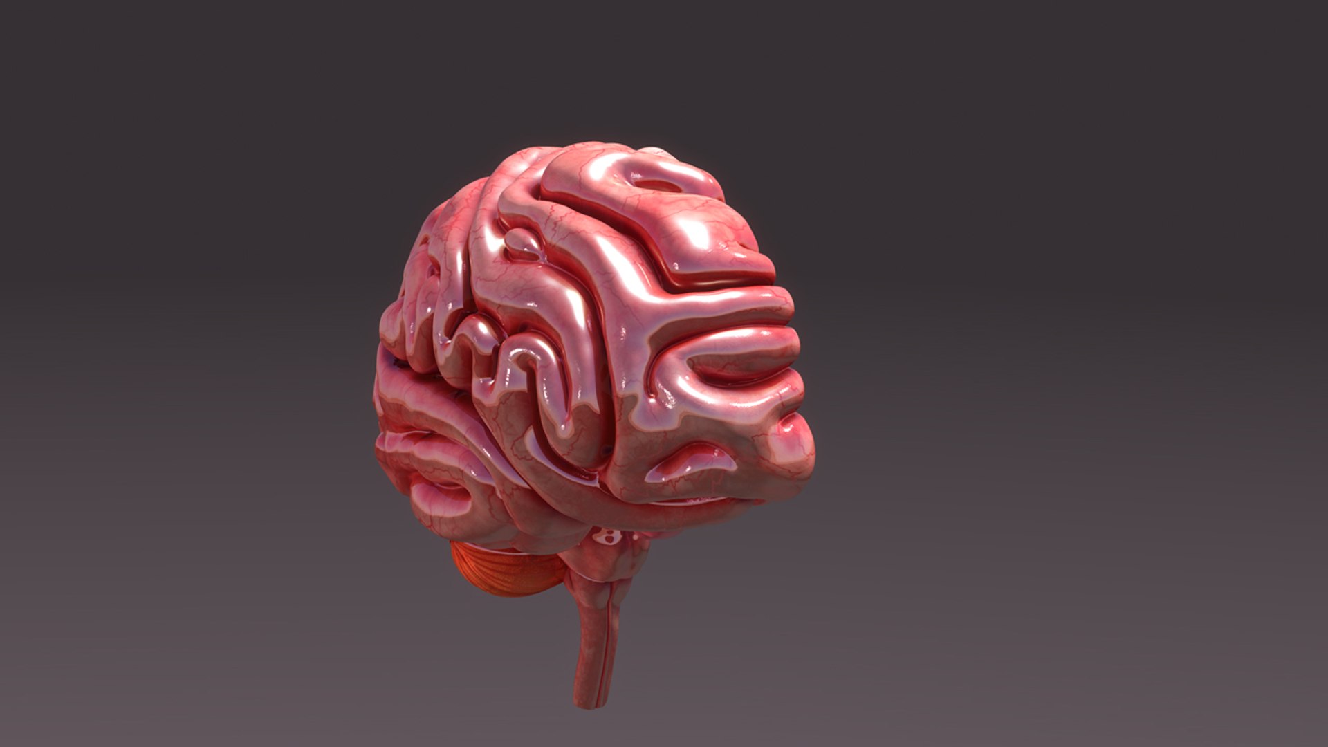 3D Brain Model - TurboSquid 1042043