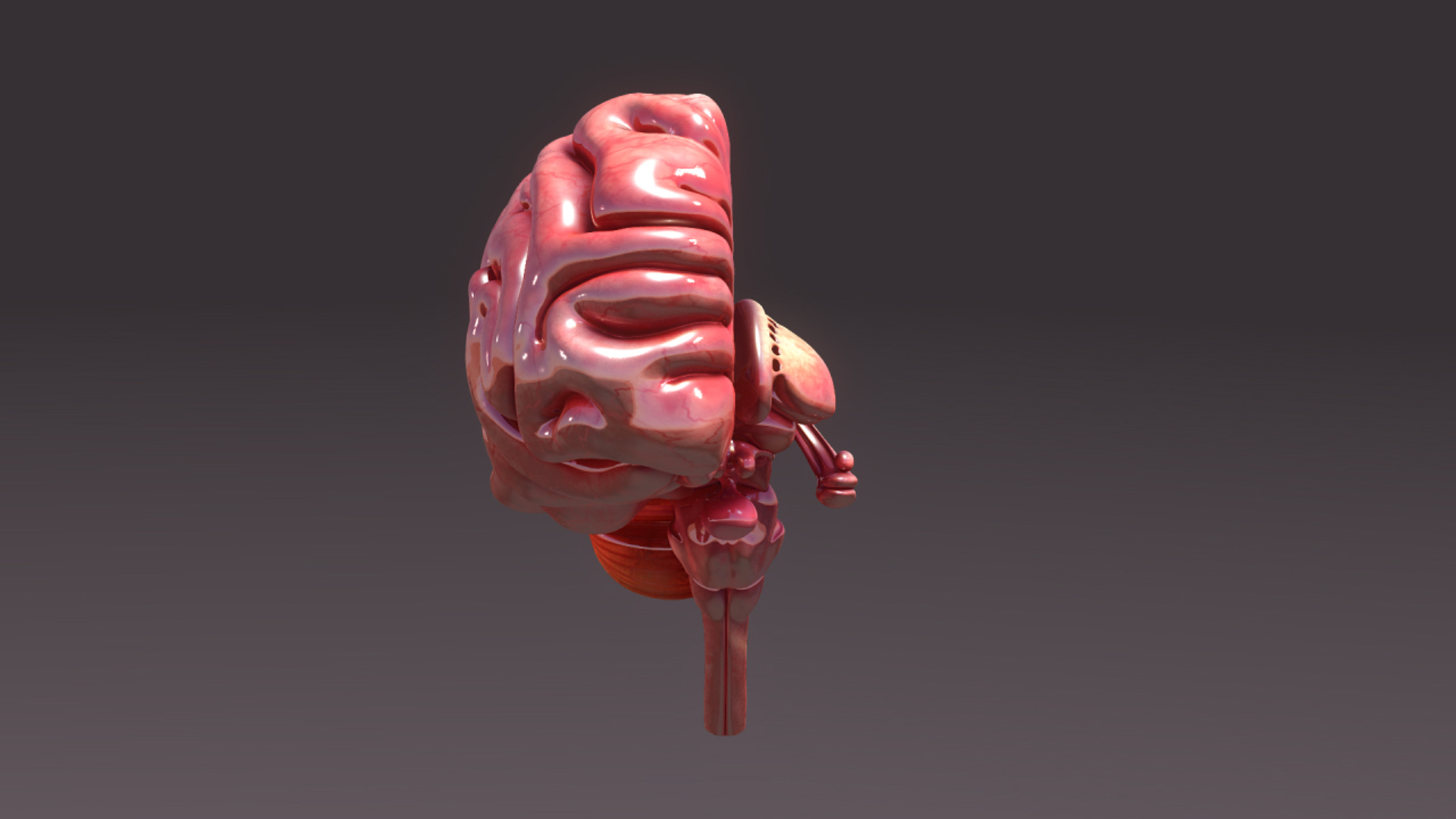 3D Brain Model - TurboSquid 1042043