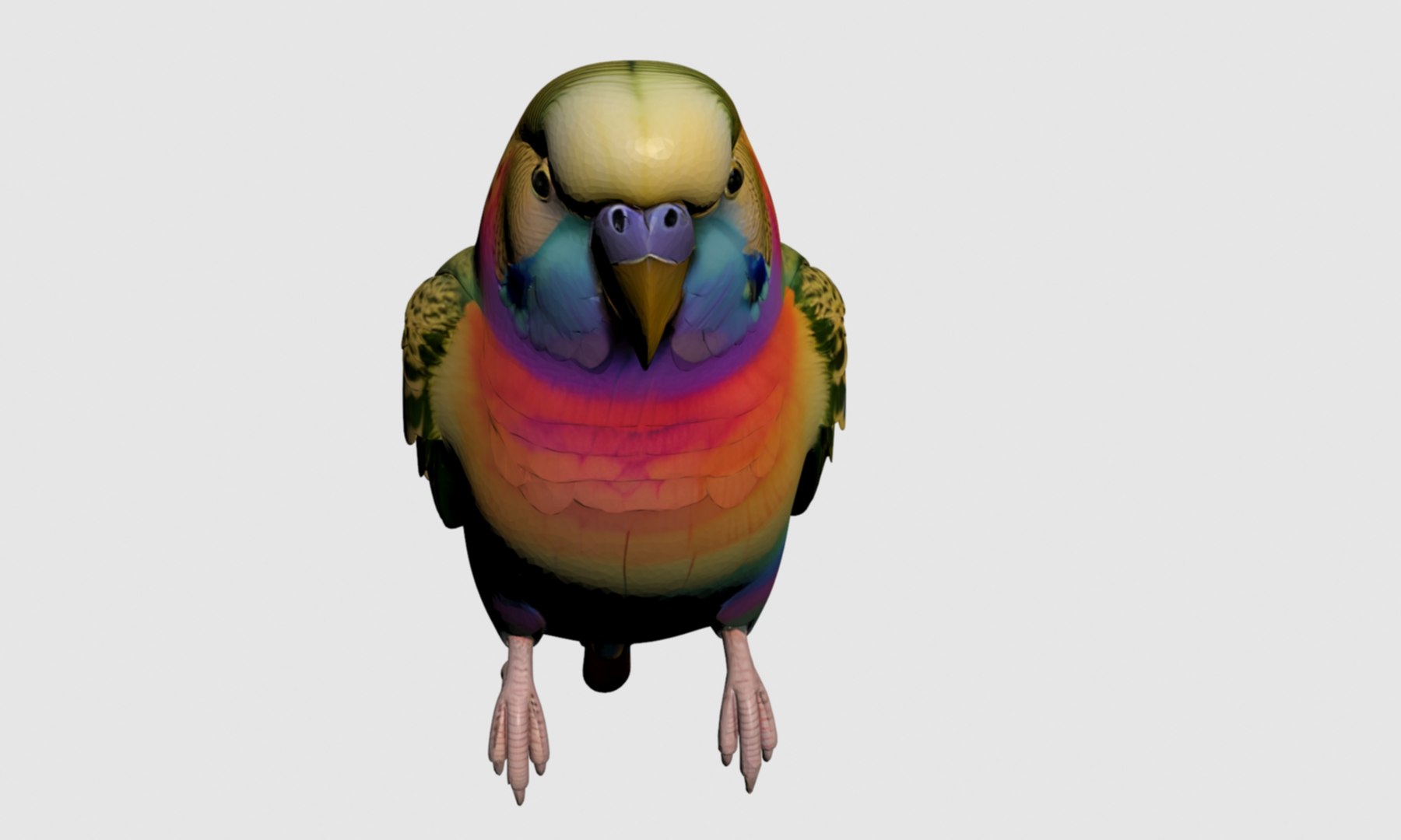 Hyper Realistic Rainbow Budgerigar 3D Model 3D Model - TurboSquid 2510496