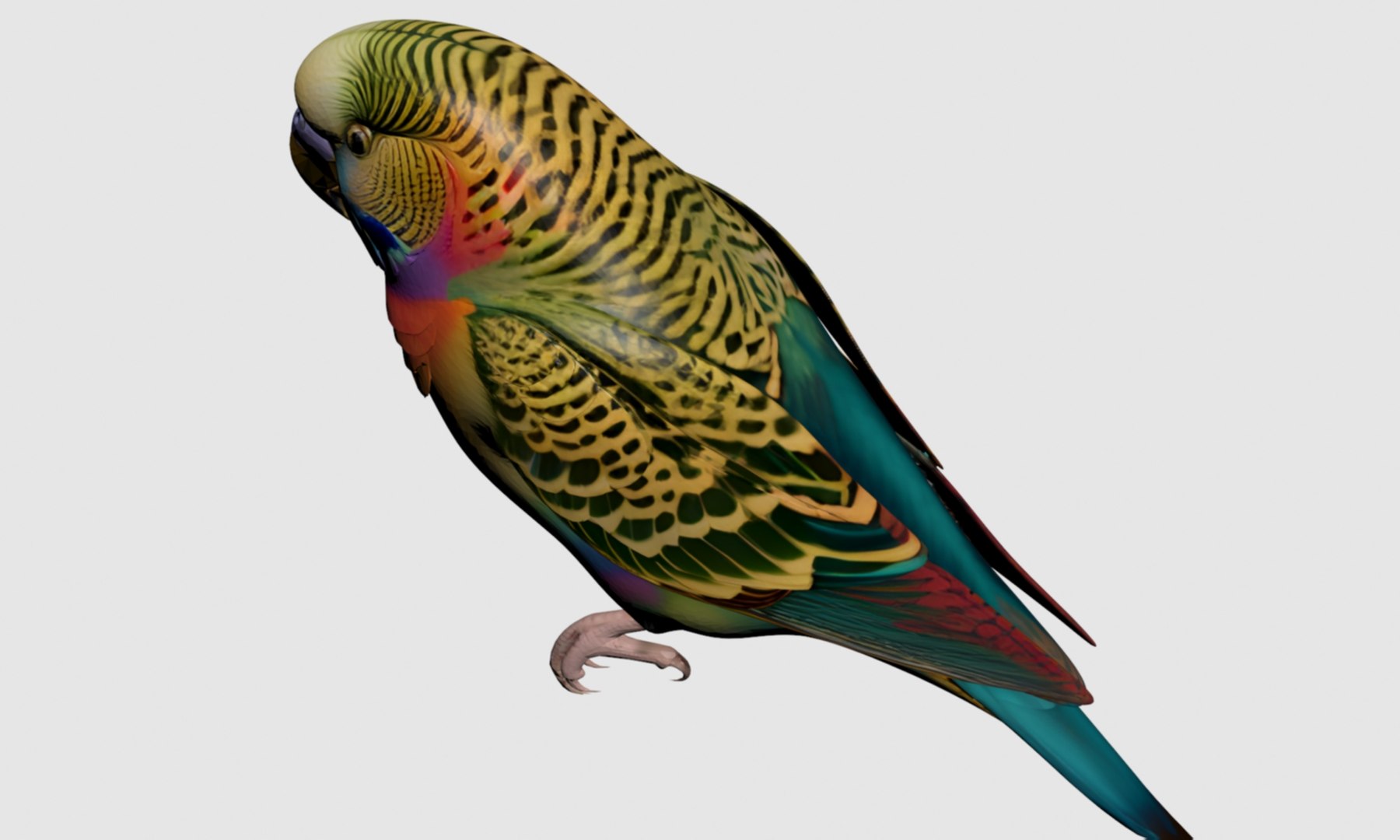 Hyper Realistic Rainbow Budgerigar 3D Model 3D Model - TurboSquid 2510496